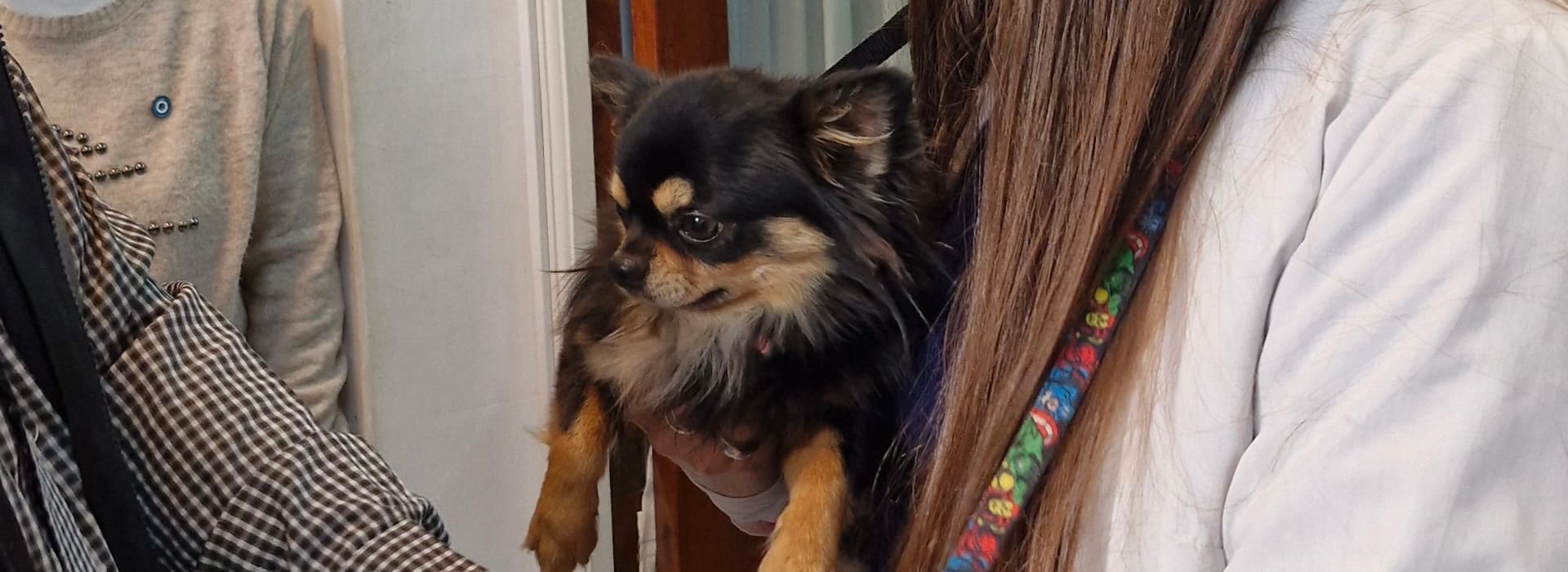 Ari: cómo un perro está transformando la vida en un hospital de niños